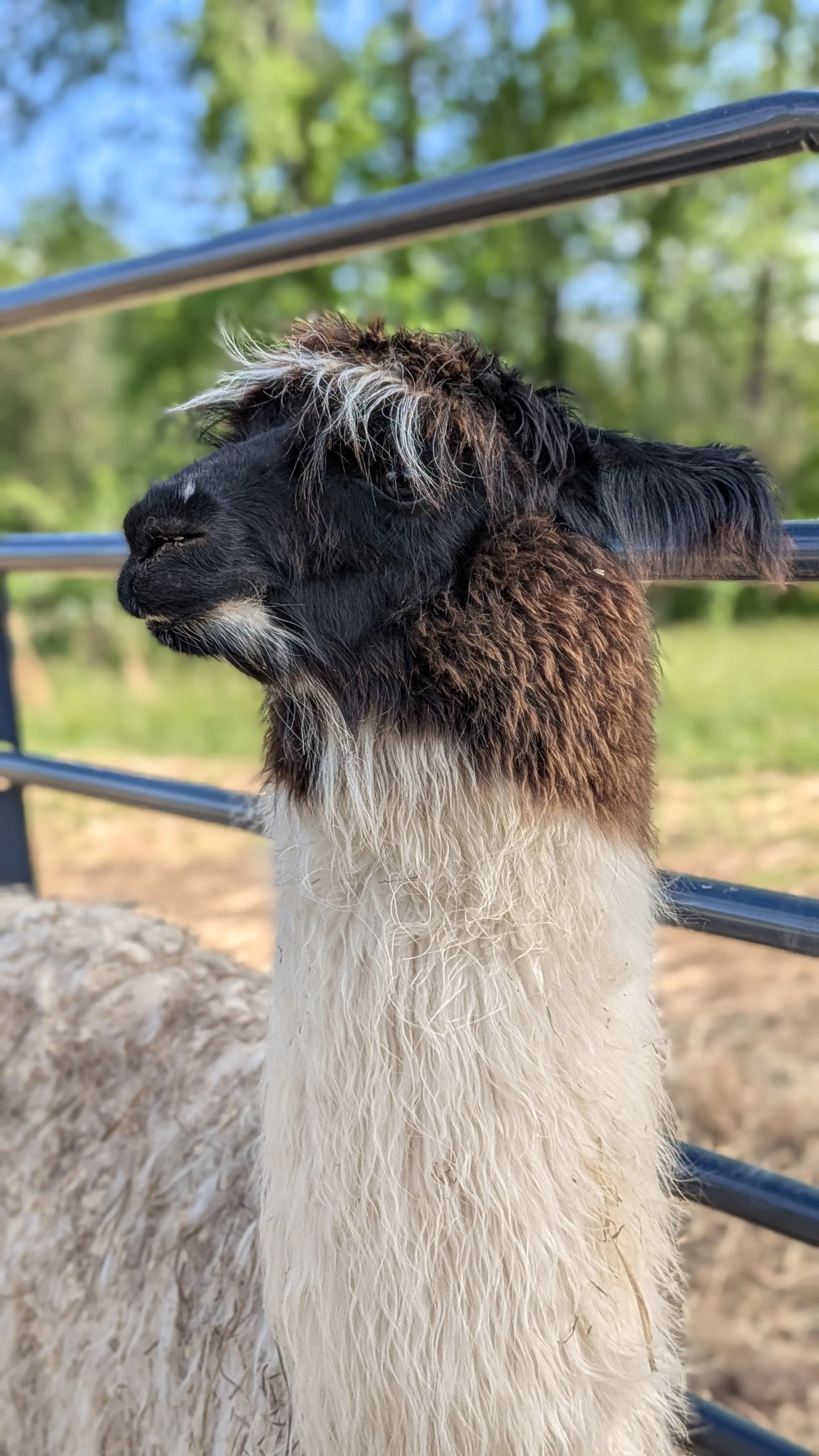 Ladybug | Our Animals | Lower Sherwood Farm