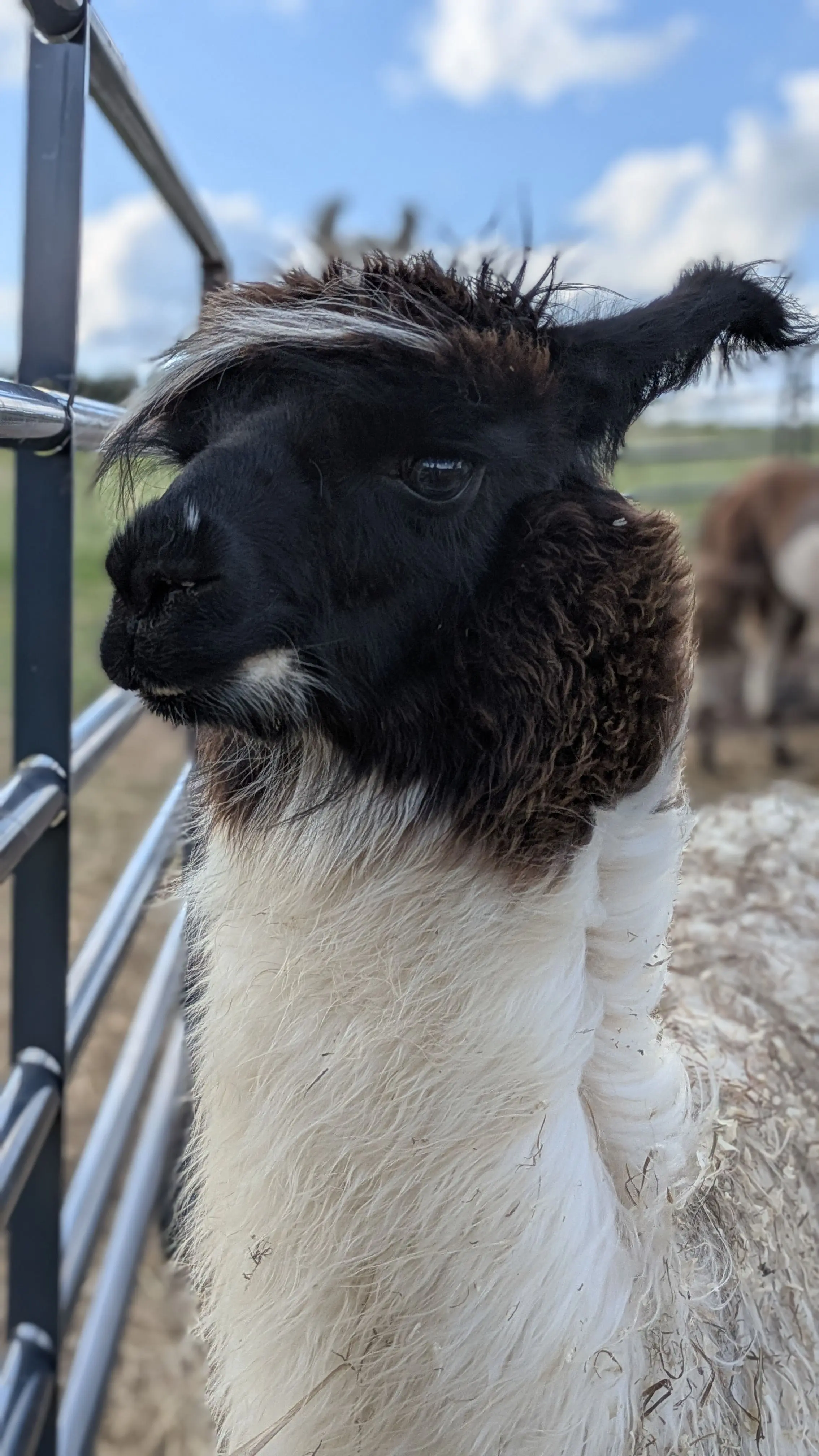 Ladybug | Our Animals | Lower Sherwood Farm
