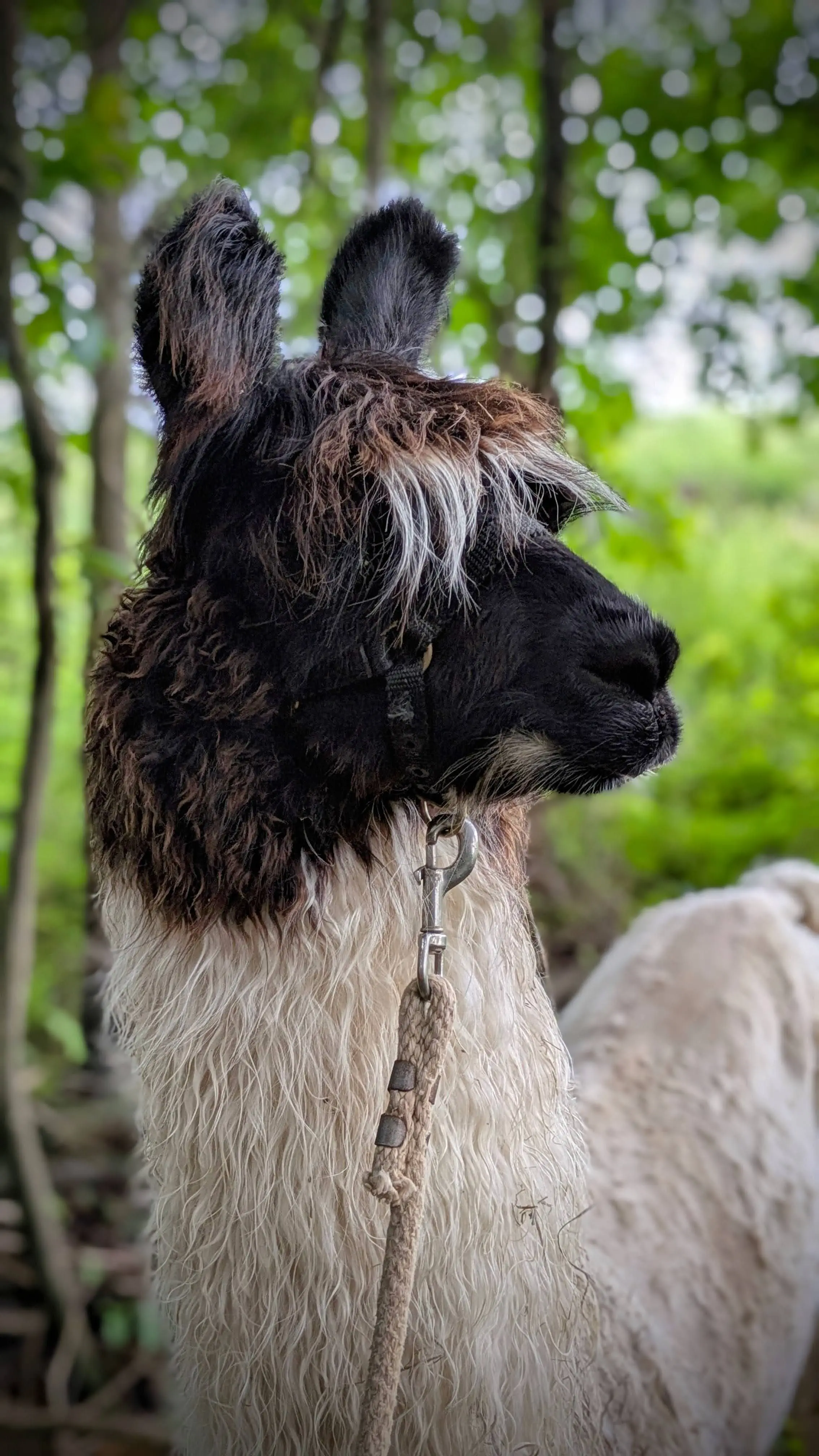 Ladybug | Our Animals | Lower Sherwood Farm
